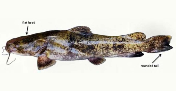 Fish ID Guide | Mississippi Department of Wildlife, Fisheries, and Parks